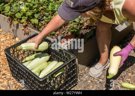 Woman placing freshly harvested Cavili, Butternut, Emerald Delight and ...