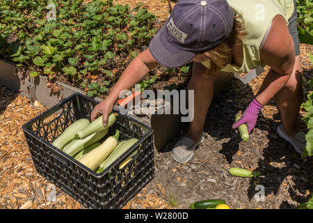 Woman placing freshly harvested Cavili, Butternut, Emerald Delight and ...