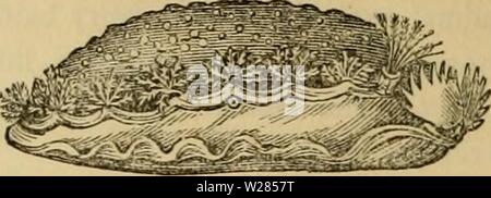 This illustration from Cuvier’s Animal Kingdom shows various insect ...