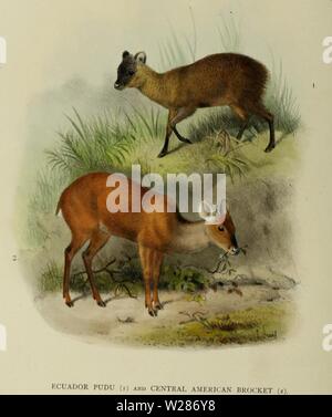 . The deer of all lands; a history of the family Cervidæ living and ...