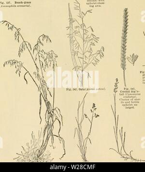 This illustration from the Cyclopedia of Farm Crops shows two species ...