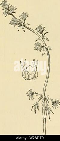 This illustration from the Cyclopedia of Farm Crops shows two species ...