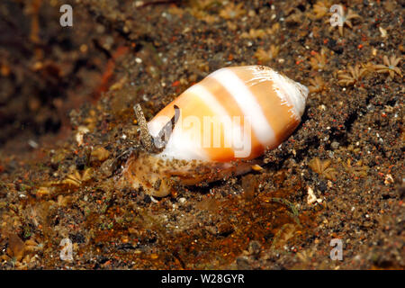 Carnelian Olive Shell, Oliva carneola, showing mantle, eye and syphon ...