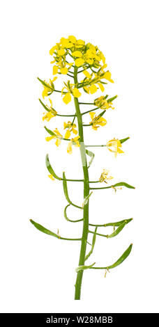 Yellow mustard flower with leaf Stock Photo - Alamy