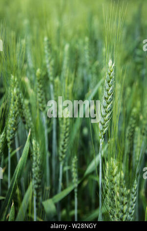 Spikelets of green wheat. Ripening wheat in the field Stock Photo - Alamy