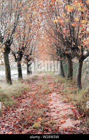 Path in between colorful autumn trees in the forest Stock Photo - Alamy