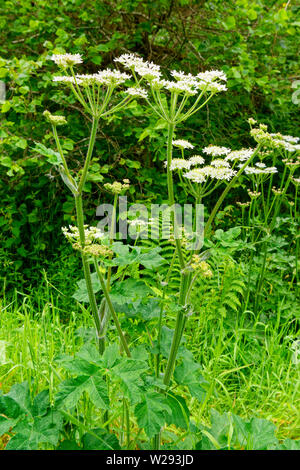 Pink hogweed. Heracleum sphondylium flower head and florets in ...