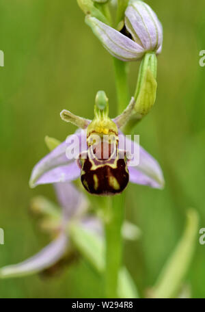 The Rare Bee Orchid (Ophrys apifera), with its unique bee-like ...