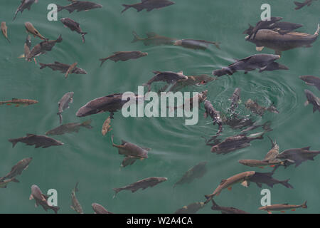 Common Carp fish swimming near the surface of the water Stock Photo - Alamy
