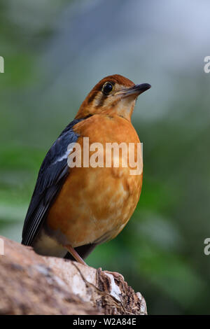 Portrait of an orange headed ground thrush (zoothera citrina Stock ...