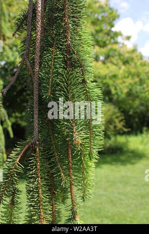 Weeping pine tree, inversa norway spruce Stock Photo - Alamy