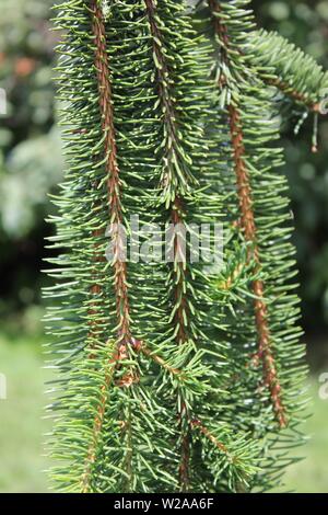 Weeping pine tree, inversa norway spruce Stock Photo - Alamy