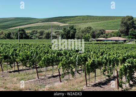USA, California, Napa Valley, Los Carneros Ava. Springtime bloom of ...