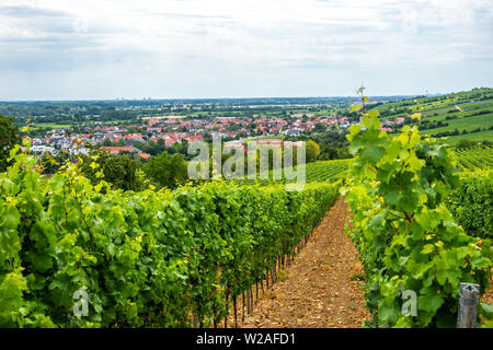 Vineyards between Laubenheim, Nackenheim, Nierstein and Oppenheim ...