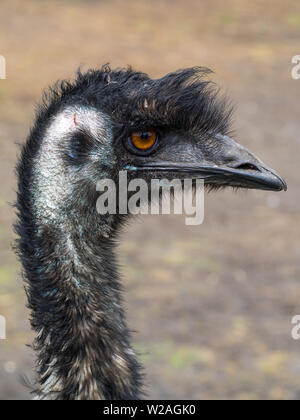 Emu, Tasmania, Australia Stock Photo - Alamy
