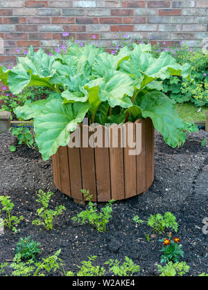 Timperley Early Rhubarb growing inside circular enclosure which ...