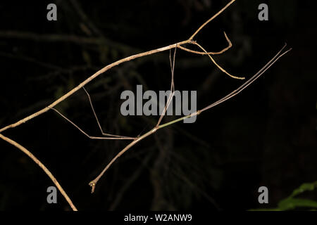 Walking Stick (Phasmatodea), Costa Rica Stock Photo - Alamy