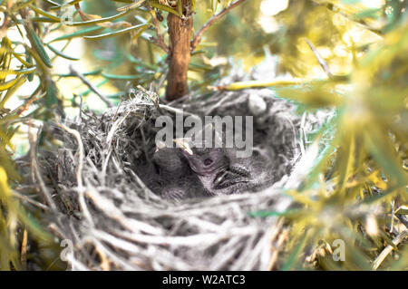newborn baby birds resting in nest with closed eyes during early stage ...
