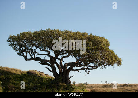 Acacia tree growing in grassland habitat, Blackbuck National Park ...