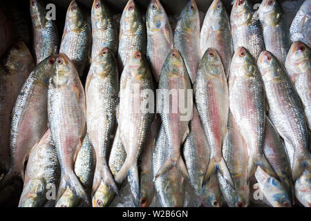 Tenualosa ilisha (ilish, hilsa, hilsa herring or hilsa shad) is a very ...