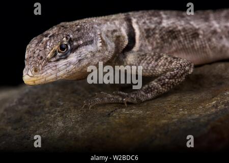 Guyana lava lizard (Tropidurus hispidus) Dadanawa Ranch, Guyana, July ...