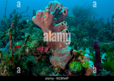 Red Tube Sponge in Coral Reef, Porifera, Alor, Indonesia Stock Photo ...