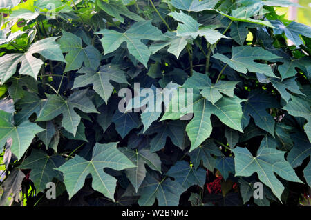 Chaya plant leaves. Chaya plant (Cnidoscolus aconitifolius). Chaya is a ...