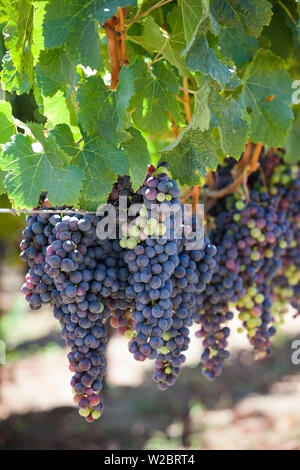 Chile, Casablanca, Vina Veramonte winery, vineyard detail Stock Photo ...
