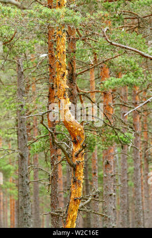 Tree snag in a pine woodland Stock Photo - Alamy