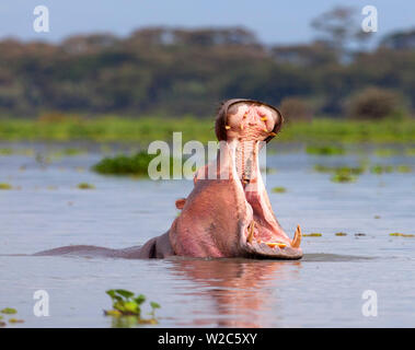 Africa. Kenya. Hippos at Lake Naivasha Stock Photo - Alamy