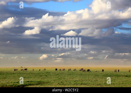 landscape in kenyan national park with mount kilimanjaro Stock Photo ...