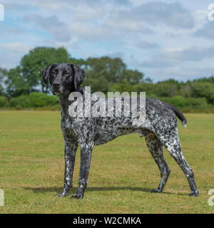 german shorthaired pointer docked tail Stock Photo - Alamy