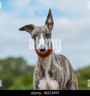 Head of whippet, one ear pricked up, front view Stock Photo - Alamy