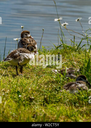 Common Shelduck chicks at Slimbridge Stock Photo - Alamy