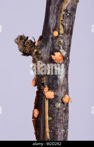 Coral spot (Nectria cinnabarina) fungus on branch causing canker ...