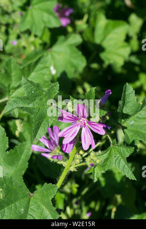 Common Mallow flower, Malva sylvestris, black background, a handsome ...