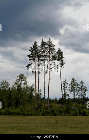 Five tall pine trees left after forestry. Thunder storm is approaching ...