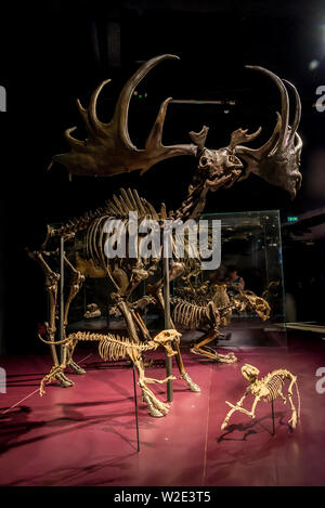 Evolution display in the Confluence Museum, a science centre and ...