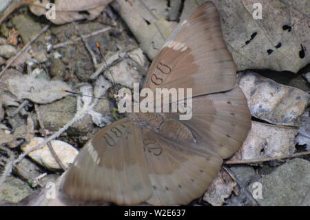 A beautiful Common Baron (Euthalia aconthea) resting on a leaf with it ...