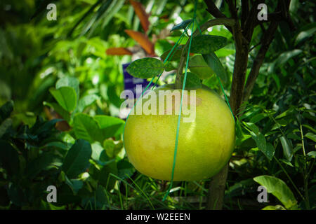 Big Size Pomelo fruit hanging on the tree. Jambura or Batabinebu Stock ...