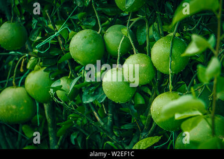 Pomelo fruit tree in Bangladeshi Jambura or Batabinebu. Pomelo Lemon ...