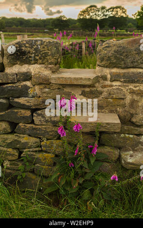 A stone step gap stile in Wharfedale, Yorkshire Stock Photo - Alamy