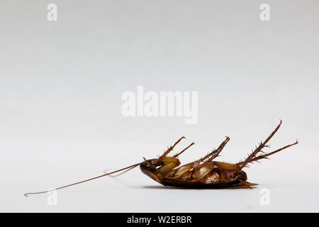 Dead cockroaches isolated from white background Stock Photo - Alamy