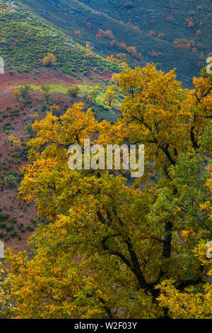 PYRENEAN OAK - ROBLE REBOLLO (Quercus pyrenaica), Ambroz valley ...