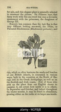 Chapters on the common things of the sea coast (Page 149) BHL23896900 ...