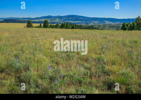 upland meadows above the little blackfoot river valley near avon ...
