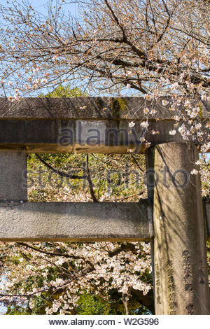 CHERRY BLOSSOMS TORII GATE JAPANESE GARDEN BROOKLYN BOTANICAL GARDEN ...