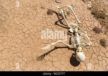 Skeleton parched and dead of thirst on cracked mud in the desert Stock ...