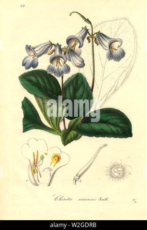 Chirita sinensis Lemaire Stock Photo - Alamy