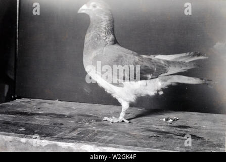 Carrier Pigeon carrying Message Stock Photo - Alamy